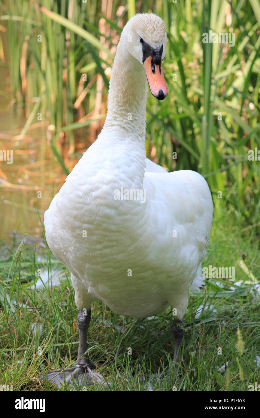 Swan family in Staddijk Nijmegen, the Netherlands Stock Photo - Alamy