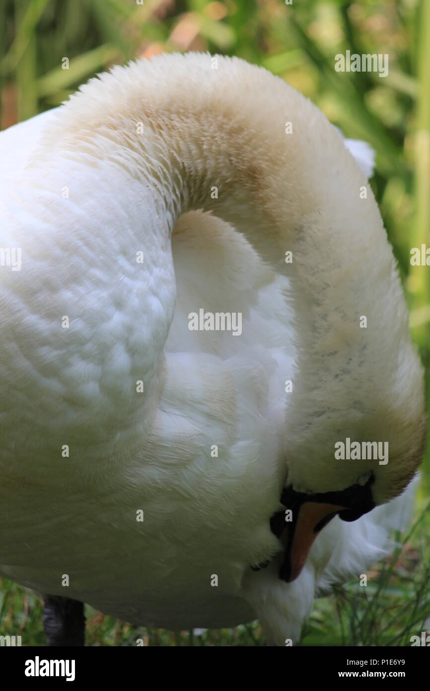 Swan family in Staddijk Nijmegen, the Netherlands Stock Photo - Alamy