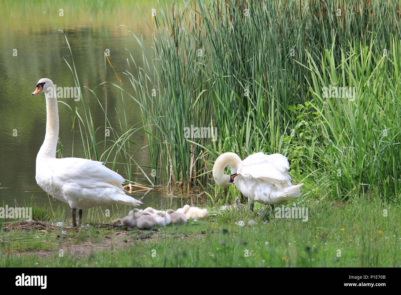Swan family in Staddijk Nijmegen, the Netherlands Stock Photo - Alamy