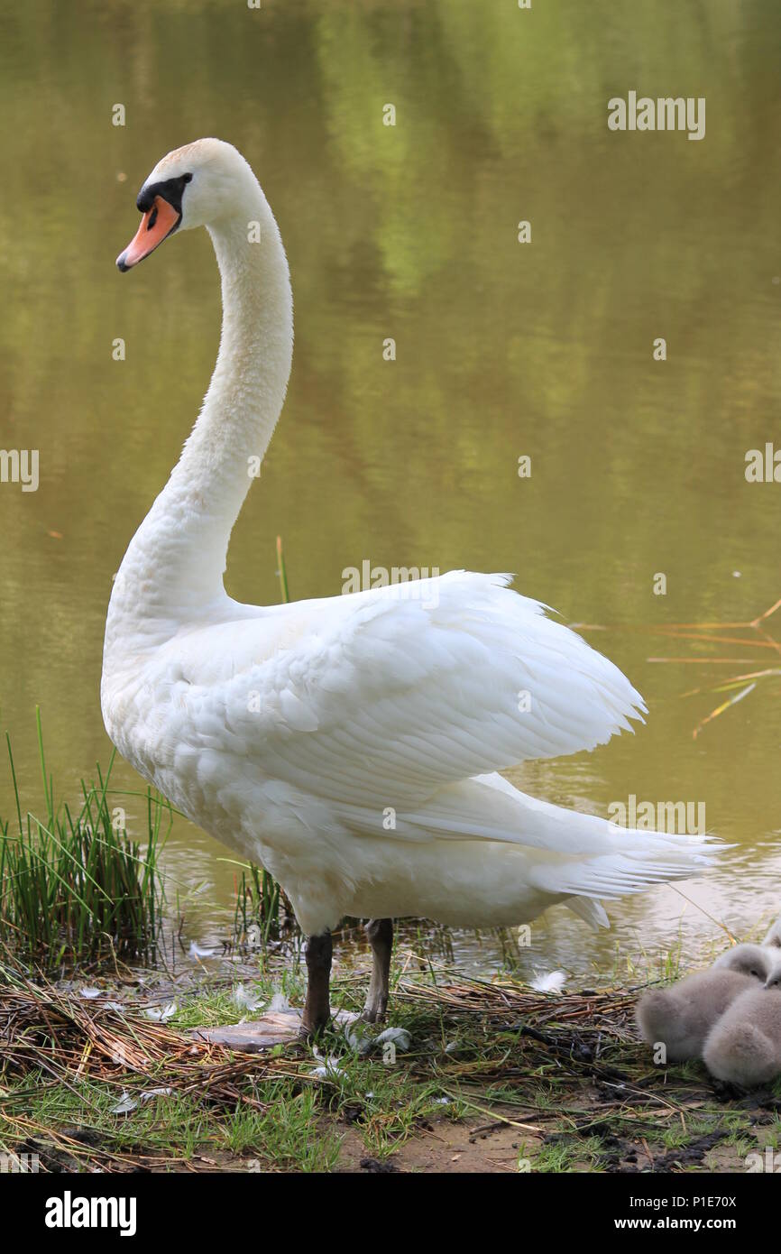 Swan family in Staddijk Nijmegen, the Netherlands Stock Photo - Alamy