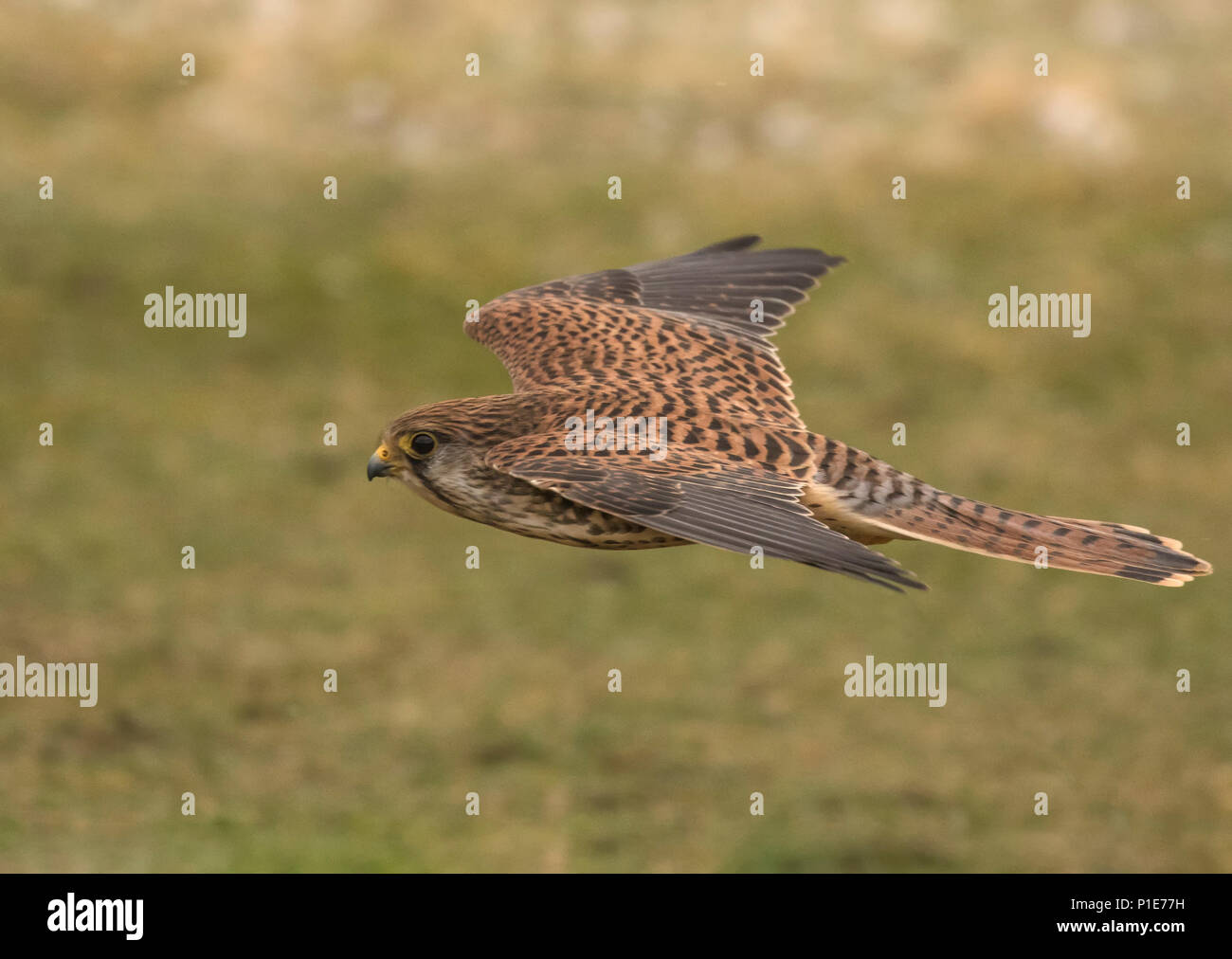 Female kestrel in flight hi-res stock photography and images - Alamy