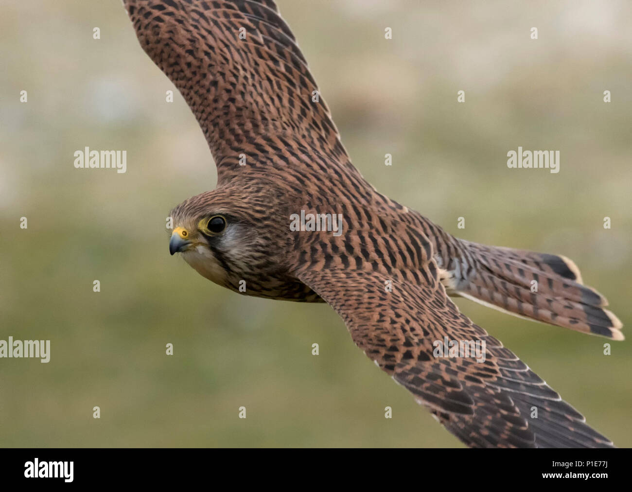 Female Kestrel in Flight Stock Photo - Alamy
