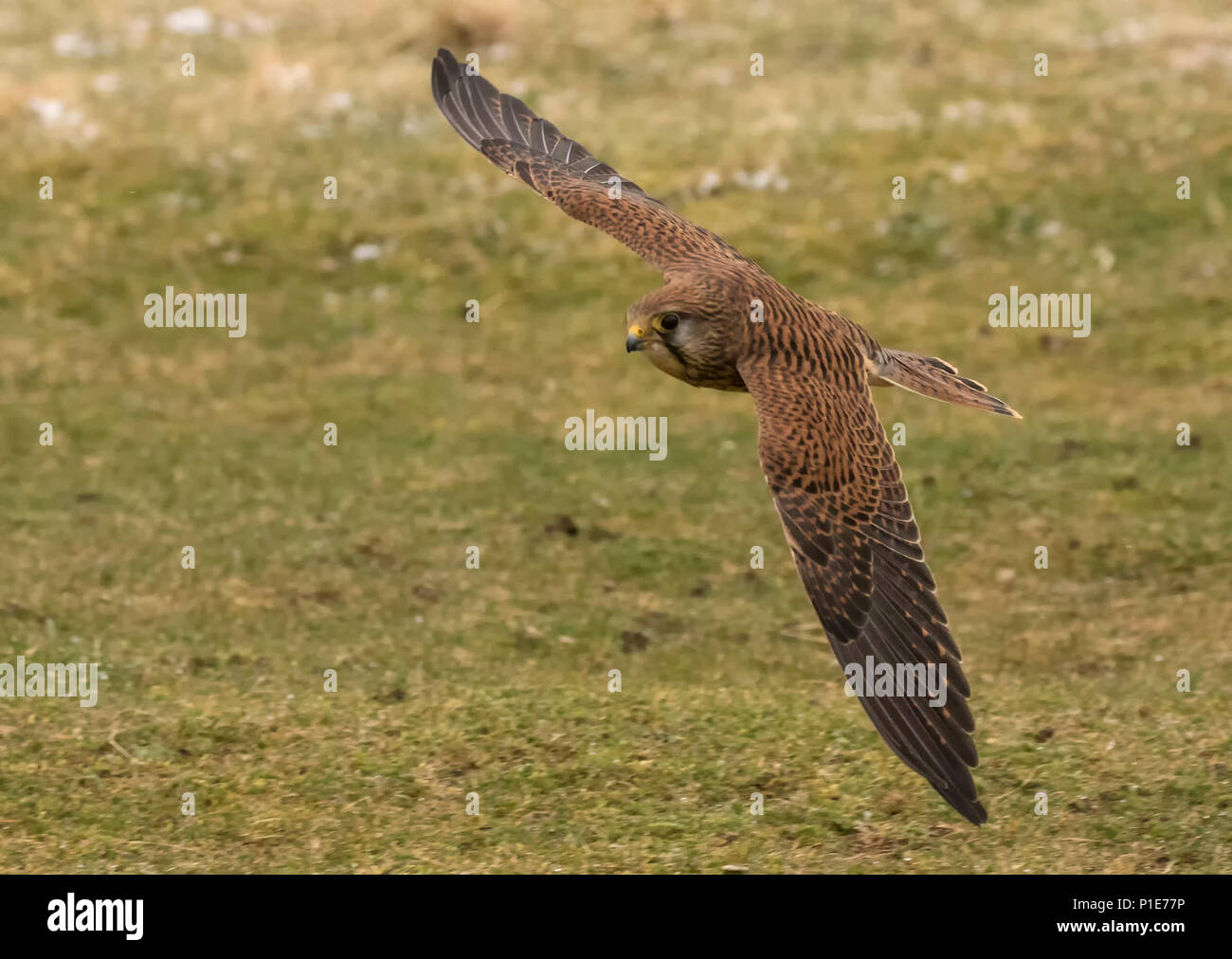 Female kestrel hi-res stock photography and images - Alamy