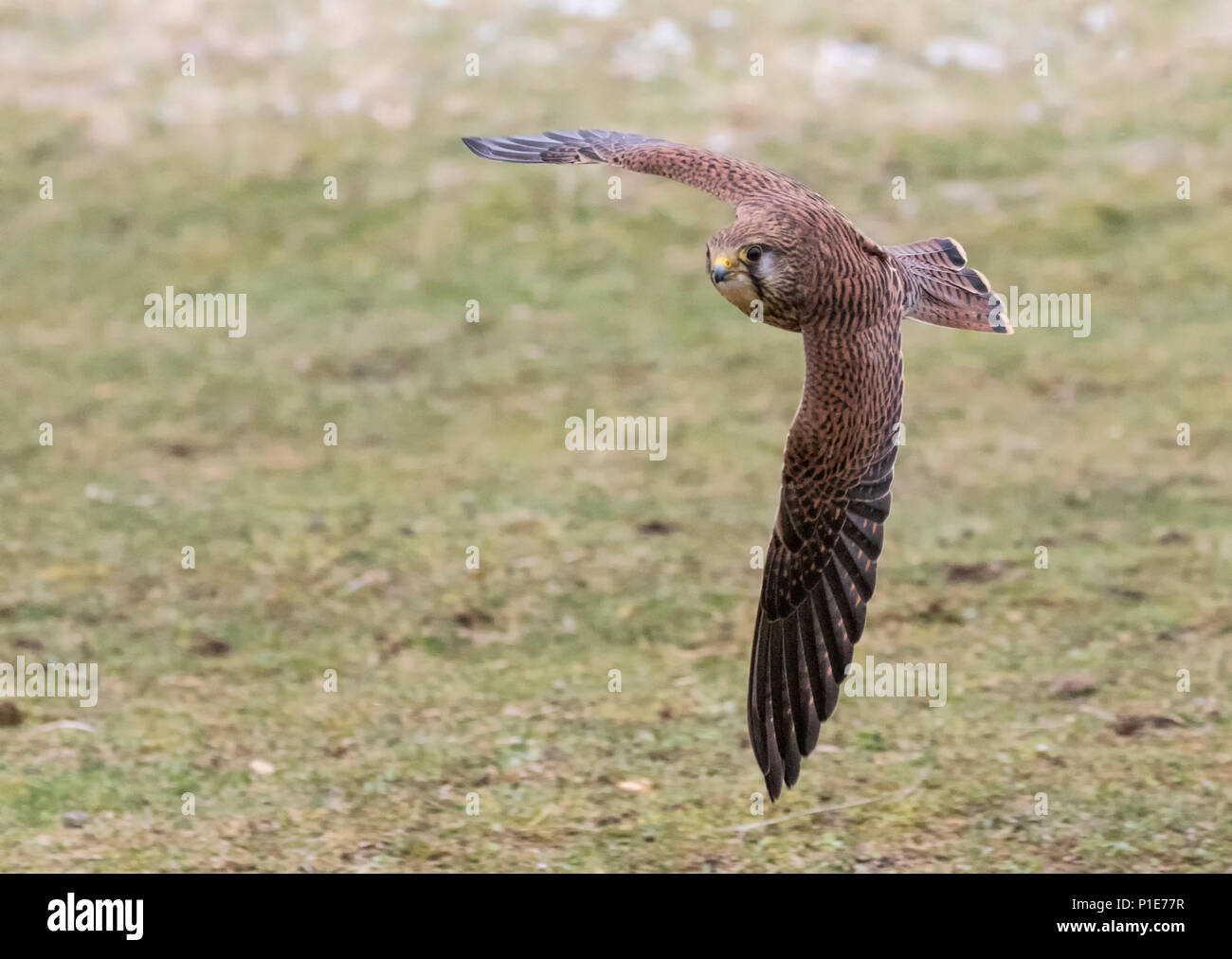 Female Kestrel in Flight Stock Photo - Alamy
