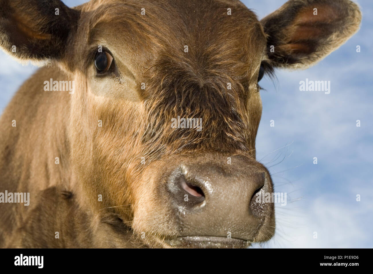 Healthy cow hi-res stock photography and images - Alamy