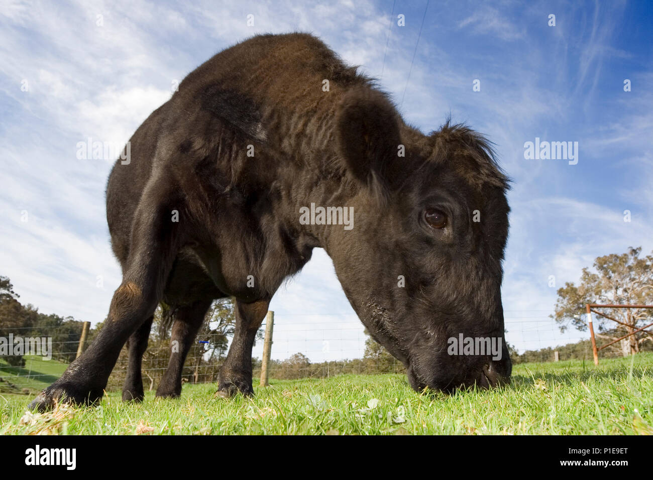 Black cow with brown bull hi-res stock photography and images - Alamy