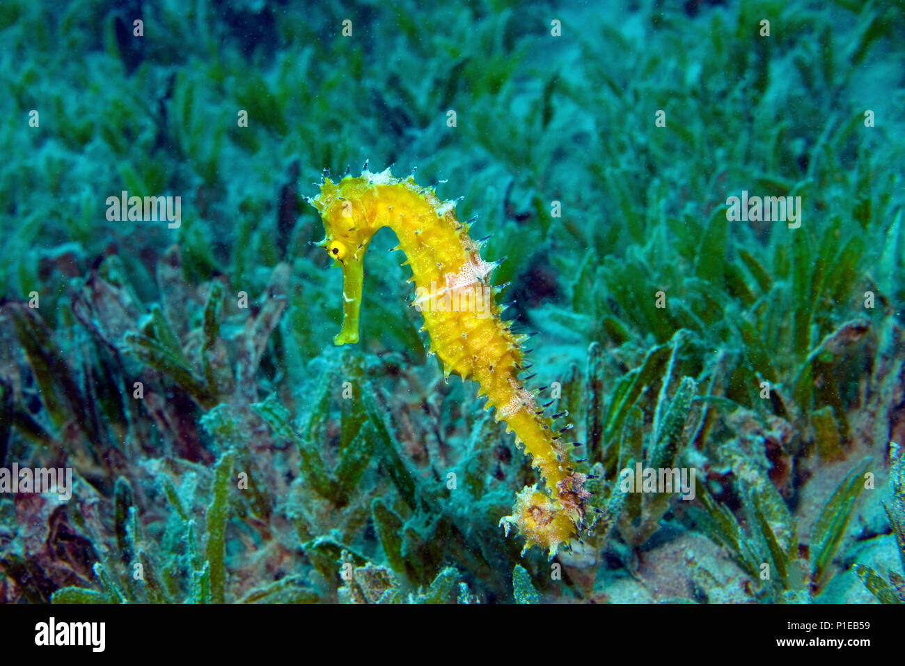 Hippocampus hi-res stock photography and images - Alamy
