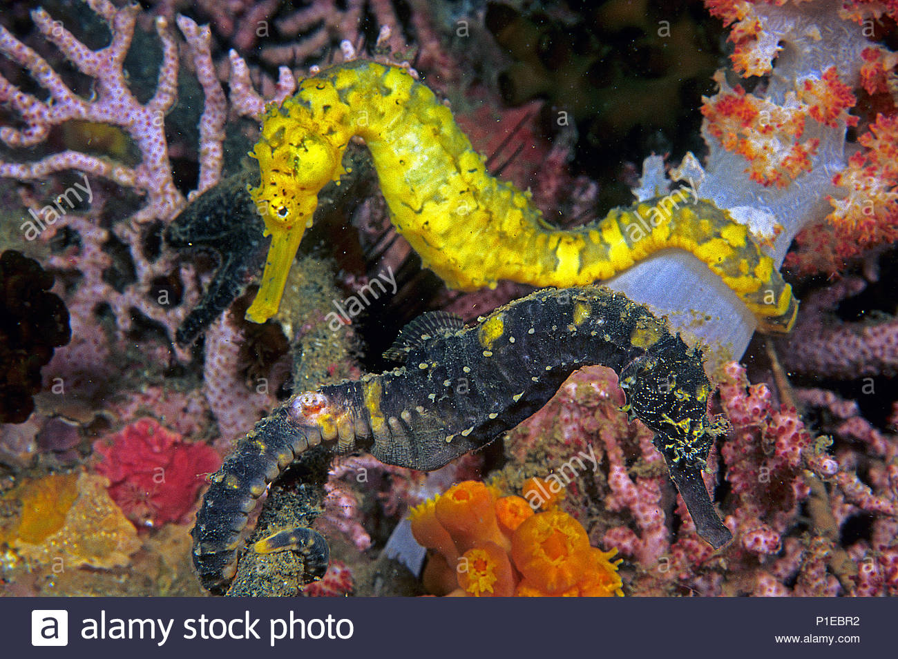 Yellow Tail Fish Stock Photos & Yellow Tail Fish Stock Images - Alamy