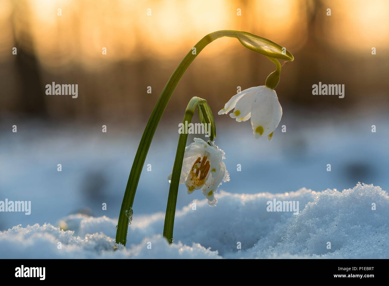 Spring flowering plant hi-res stock photography and images - Alamy