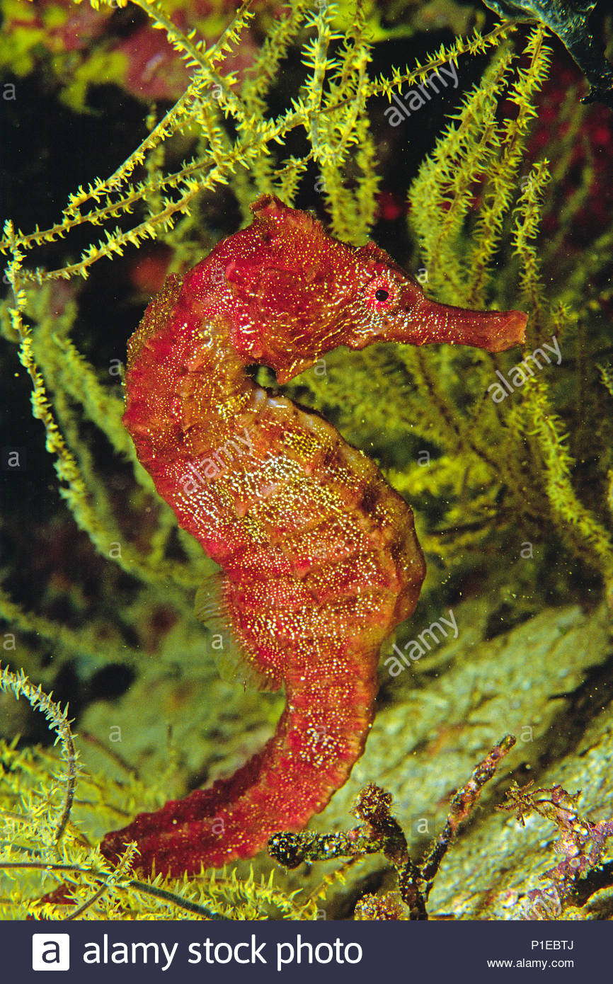 Seepferd Stock Photos & Seepferd Stock Images - Alamy