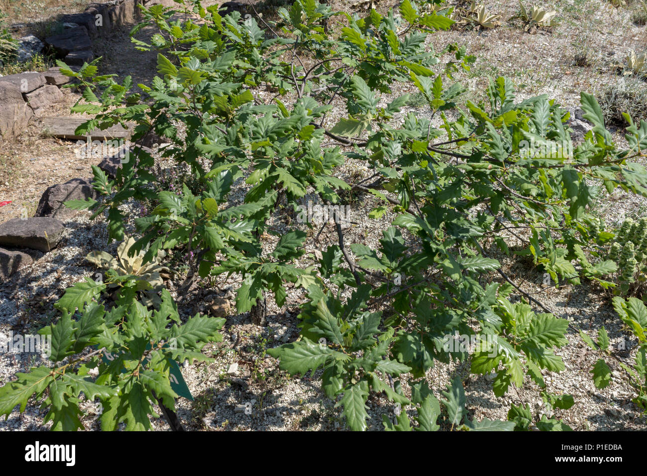 Prophet flower hi-res stock photography and images - Alamy