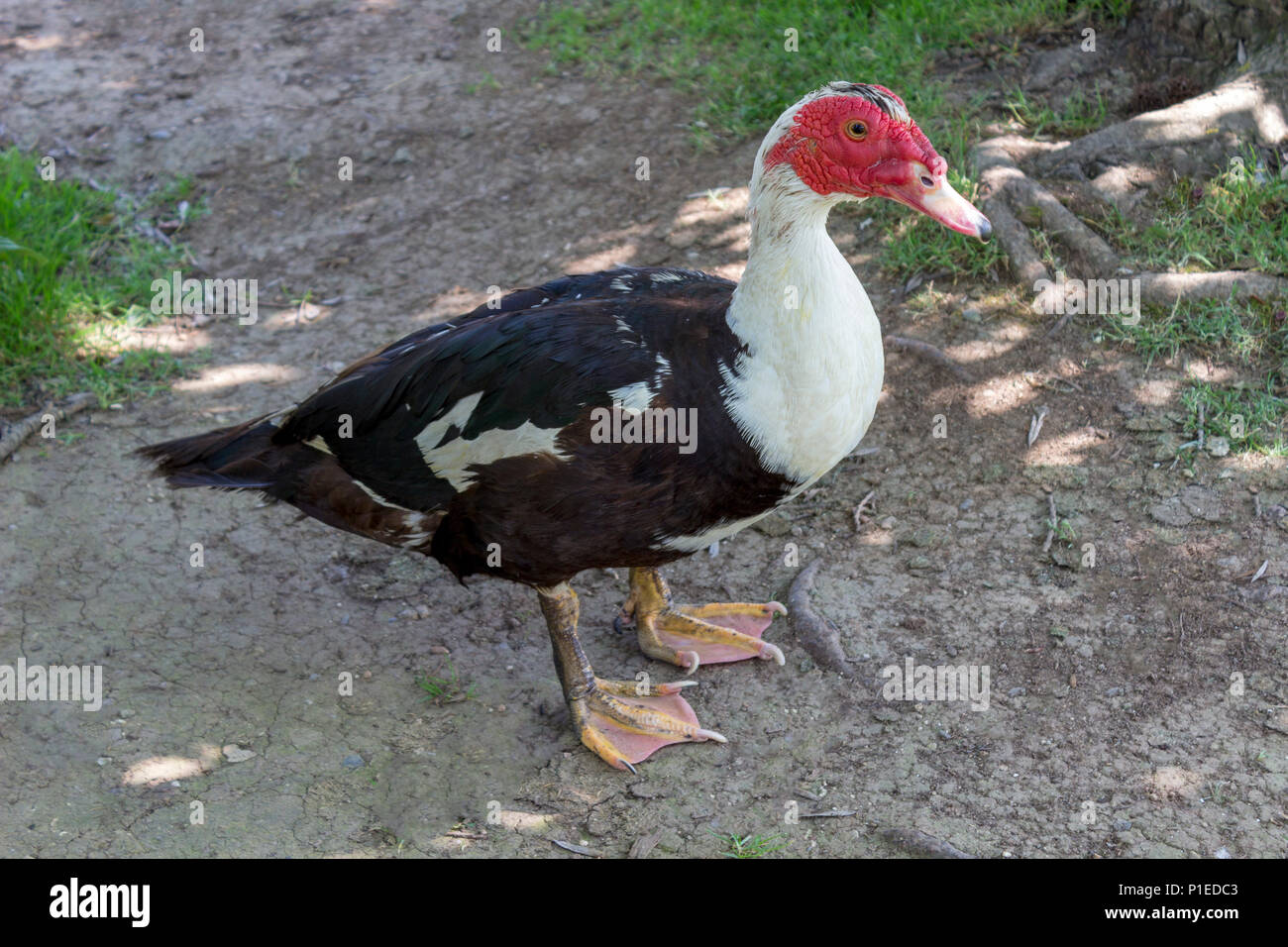 Close-up, a duck standing on the ground Stock Photo - Alamy