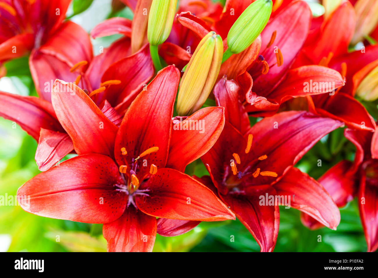 Lilium 'Tiny Hope' Dwarf Asiatic lily, lilies Stock Photo - Alamy