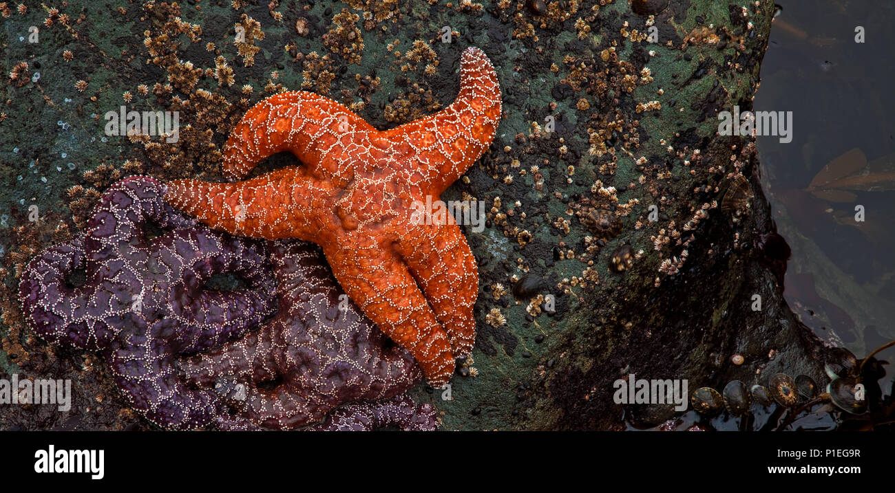 A group of starfish in a tide pool, Rialto Beach, Oregon, Pacific North ...