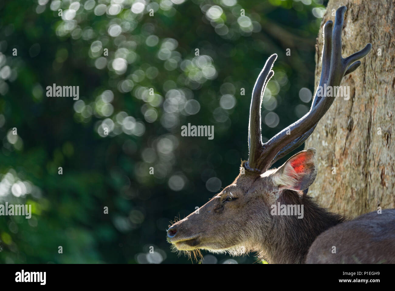 wild deer in tropical forest Stock Photo - Alamy