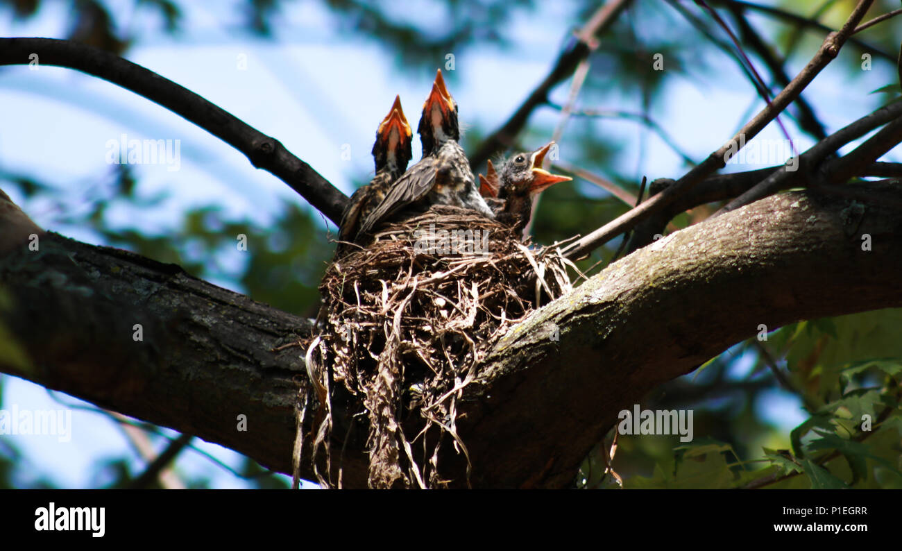 Canadian Goose hatchlings ft. dragon boat racing Stock Photo - Alamy