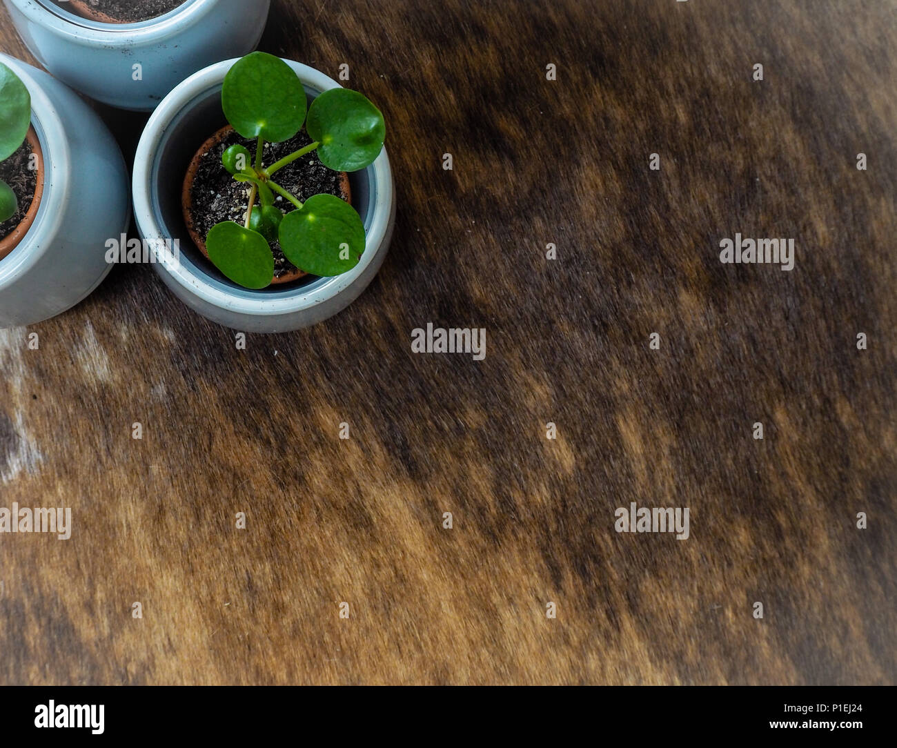 Three baby pilea peperomioides or pancake plant ( Urticaceae) on a ...