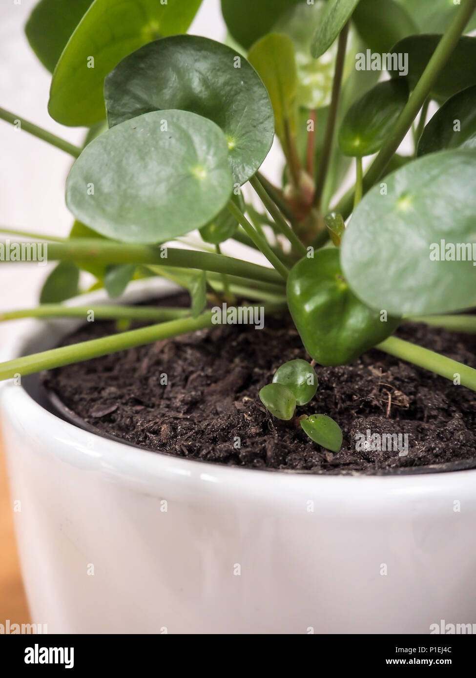 Pilea hi-res stock photography and images - Alamy