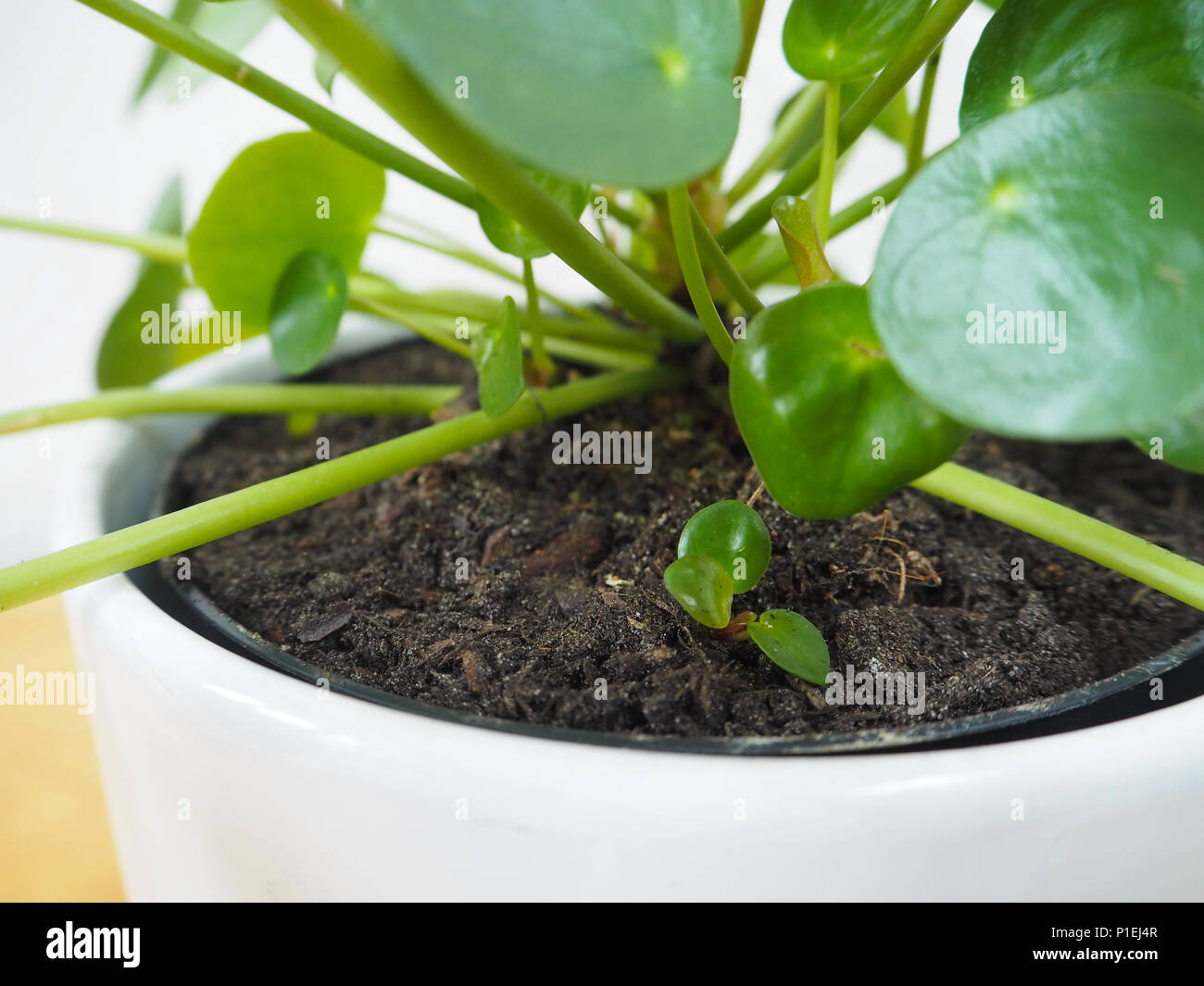 Closeup of a pilea peperomioides or pancake plant ( Urticaceae) with a ...