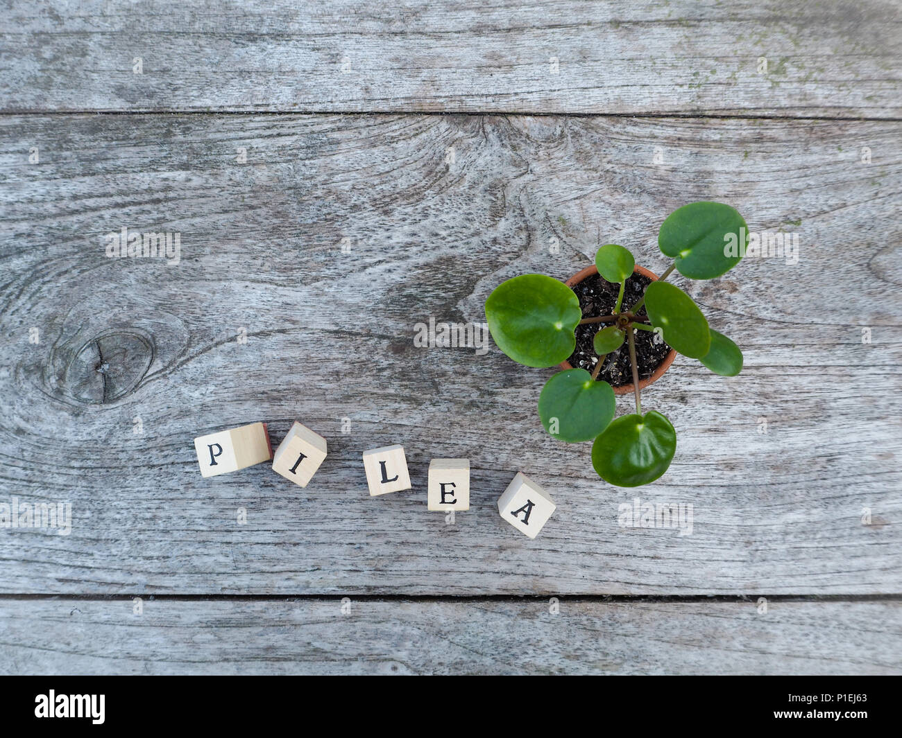 Young chinese money plant hi-res stock photography and images - Alamy