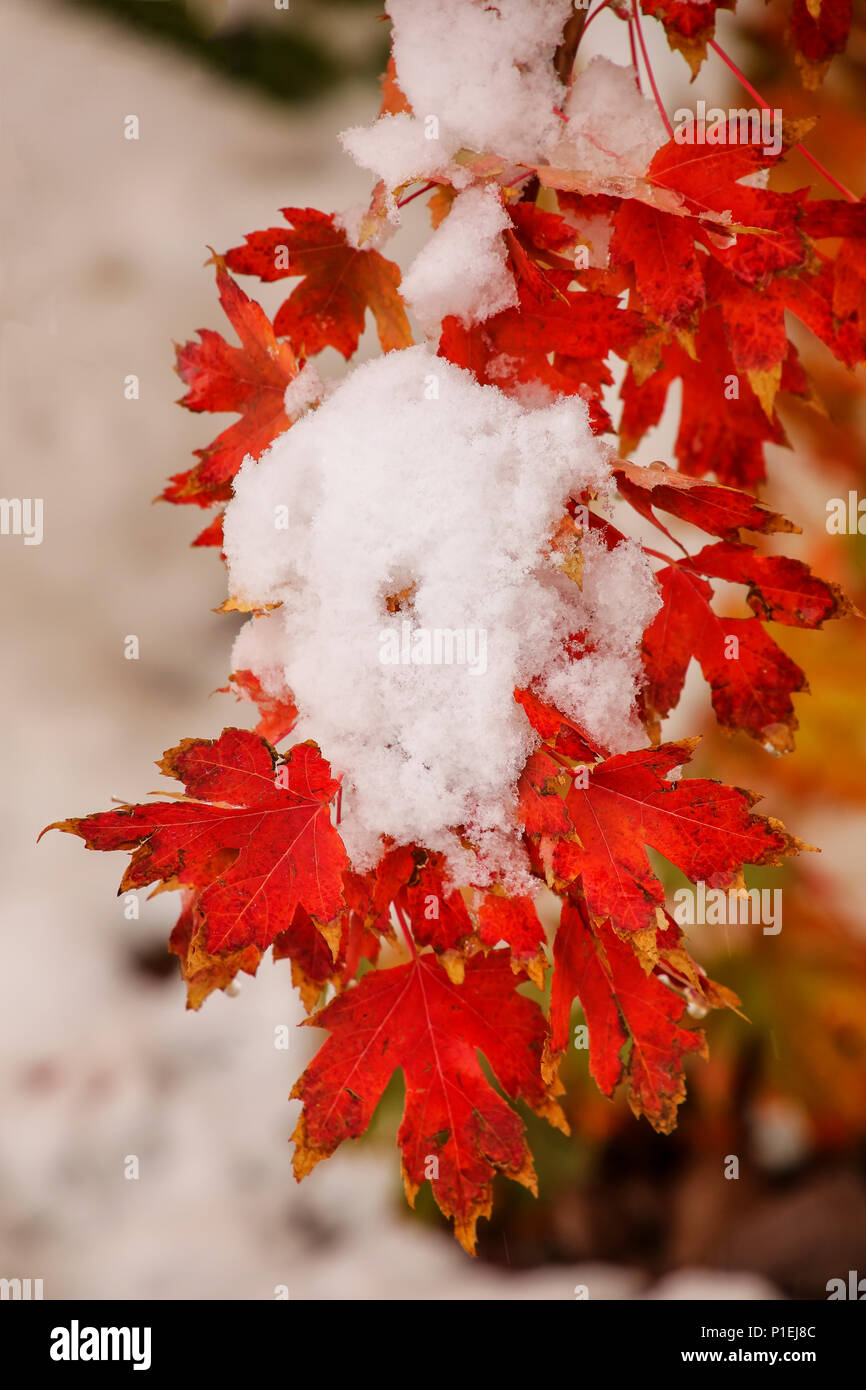 Close-up sugar maple tree branch with fresh snow in a fall Stock Photo ...