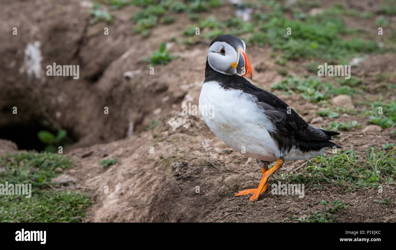 Atlantic puffin burrow hi-res stock photography and images - Alamy