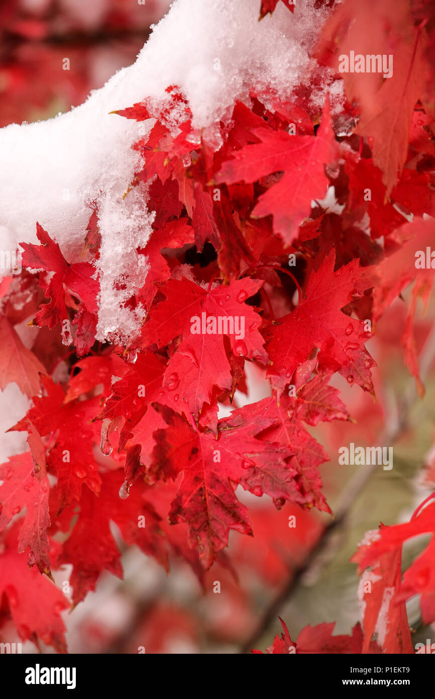 Close-up sugar maple tree branch with fresh snow in a fall Stock Photo ...