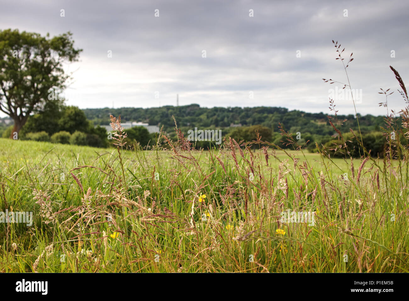 A photograph of Corstorphine Hill in the City of Edinburgh, Scotland ...