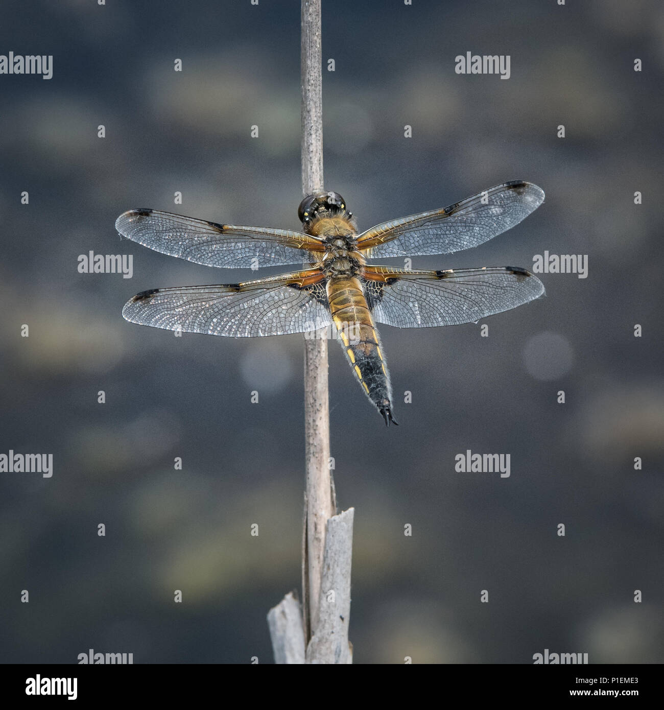 Four winged insect hi-res stock photography and images - Alamy