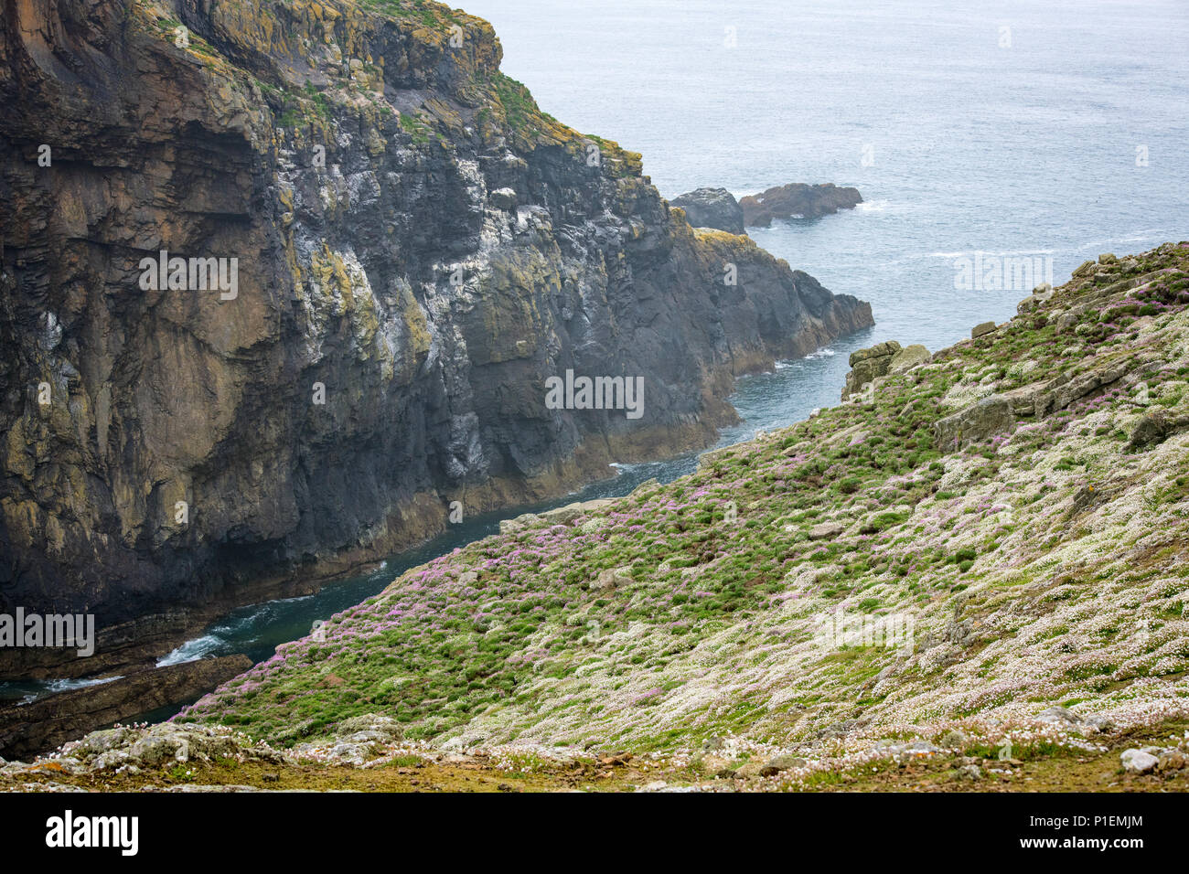 Sea campion skomer hi-res stock photography and images - Alamy