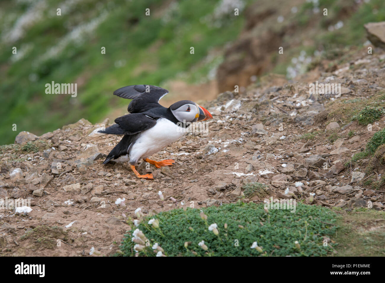 Puffin Landing in Cliff Edge Stock Photo - Alamy