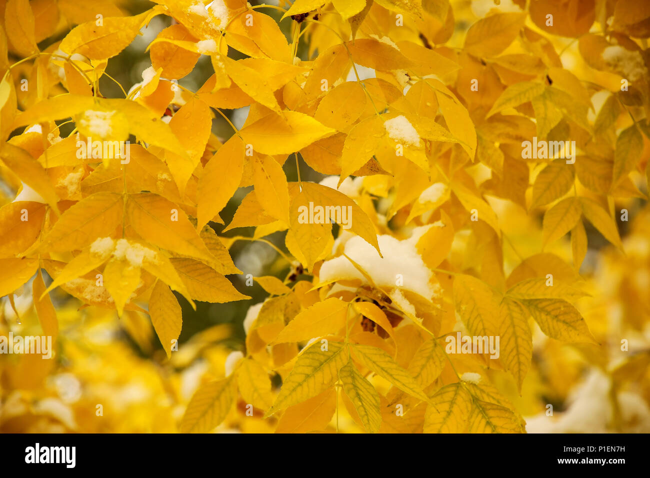 Ash tree leaves united states hi-res stock photography and images - Alamy