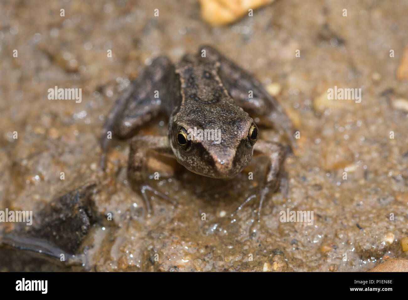 Young froglet (Rana temporaria Stock Photo - Alamy