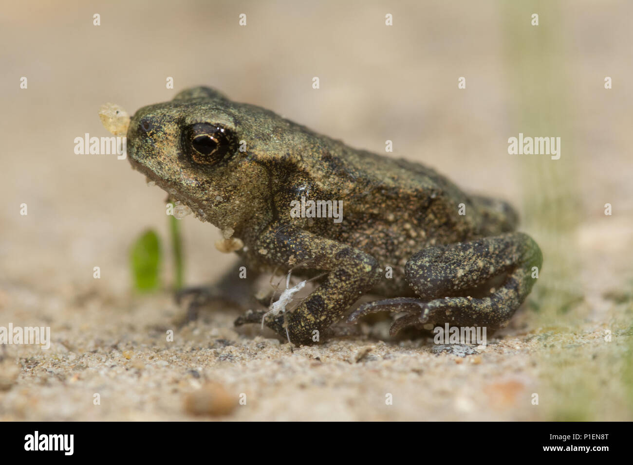 Toadlet hi-res stock photography and images - Alamy