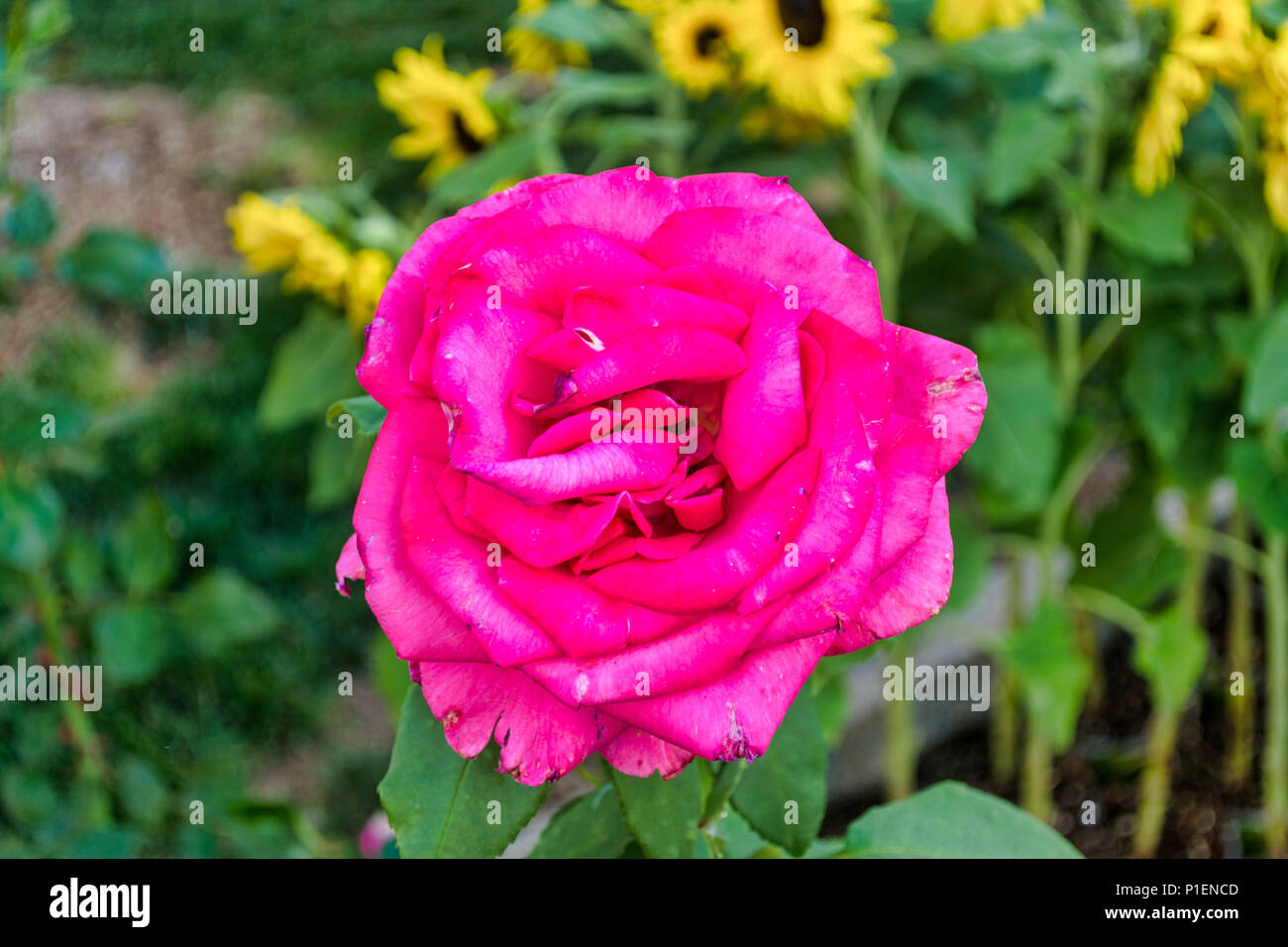 closeup of red rose in a garden in natural light Stock Photo - Alamy
