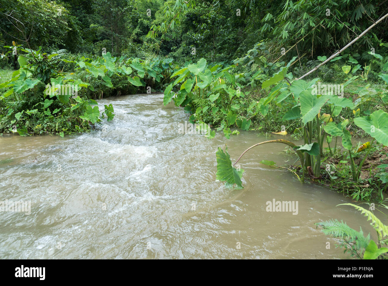 Plants species in the upstream stream of tropical forest Stock Photo ...