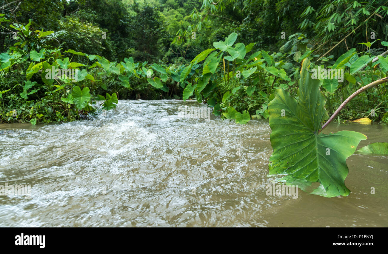Plants species in the upstream stream of tropical forest Stock Photo ...