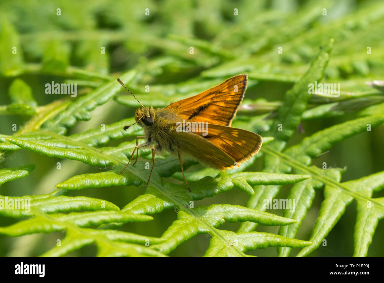 Green skipper butterfly hi-res stock photography and images - Alamy
