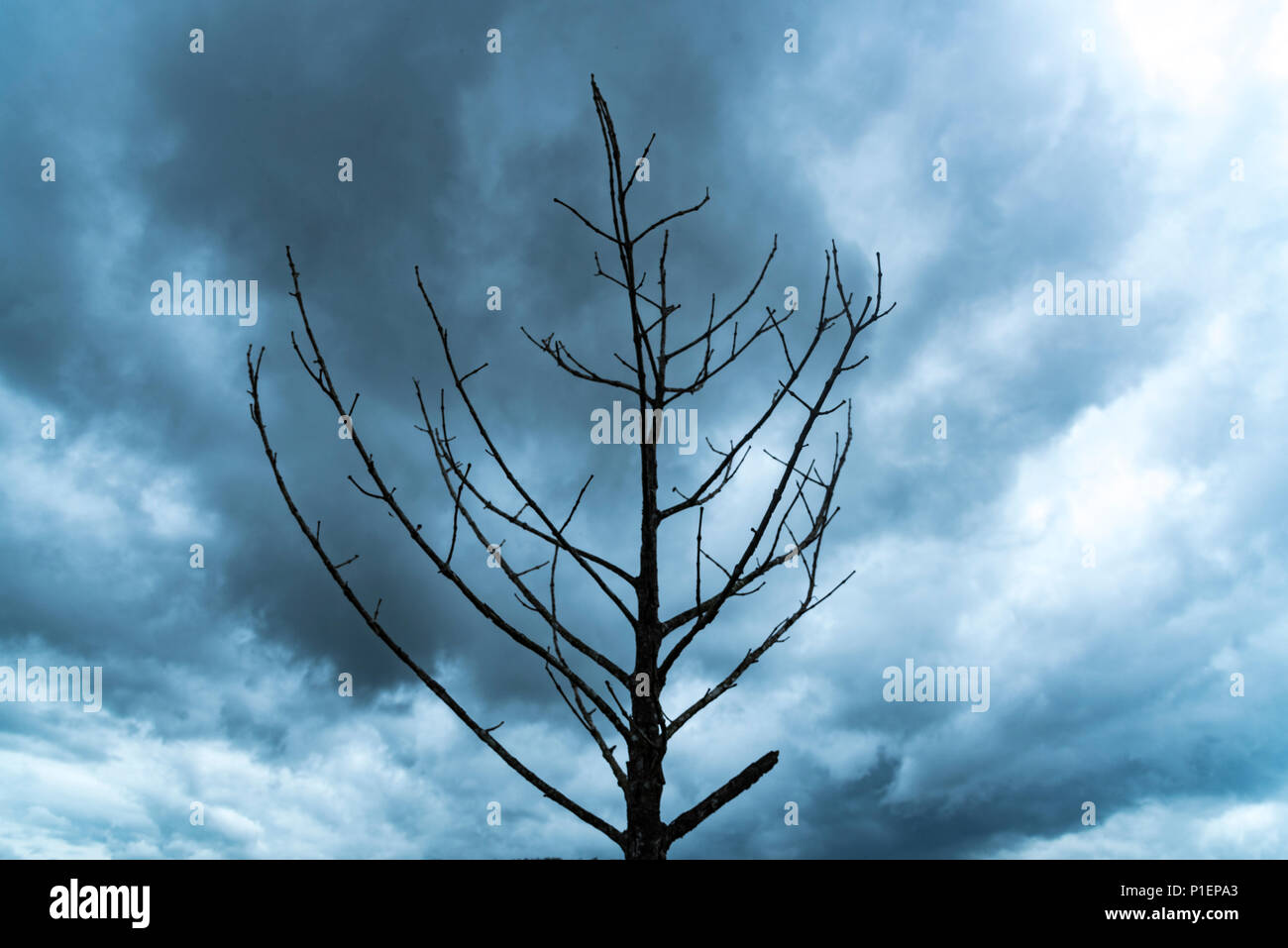 The big trees that die dry because of the drought of the climate Stock ...