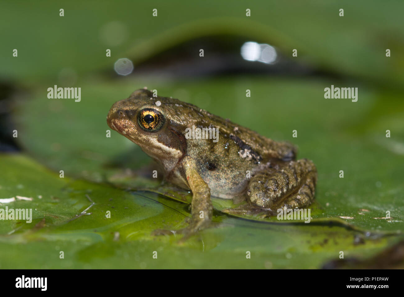 Young froglet (Rana temporaria) emerging from a garden pond, UK Stock ...