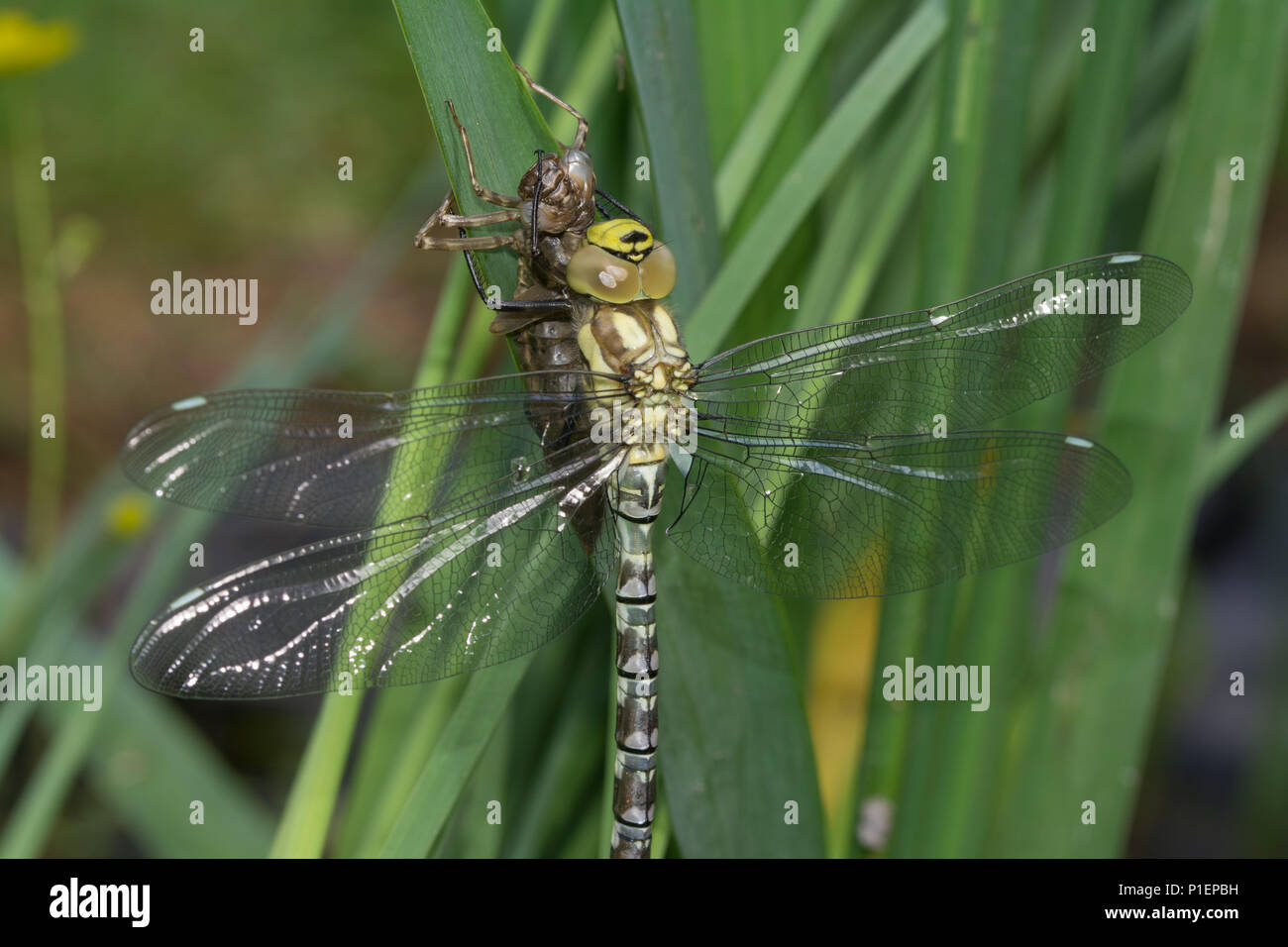 Newly emerged southern hawker dragonfly (Aeshna cyanea) with its exuvia ...