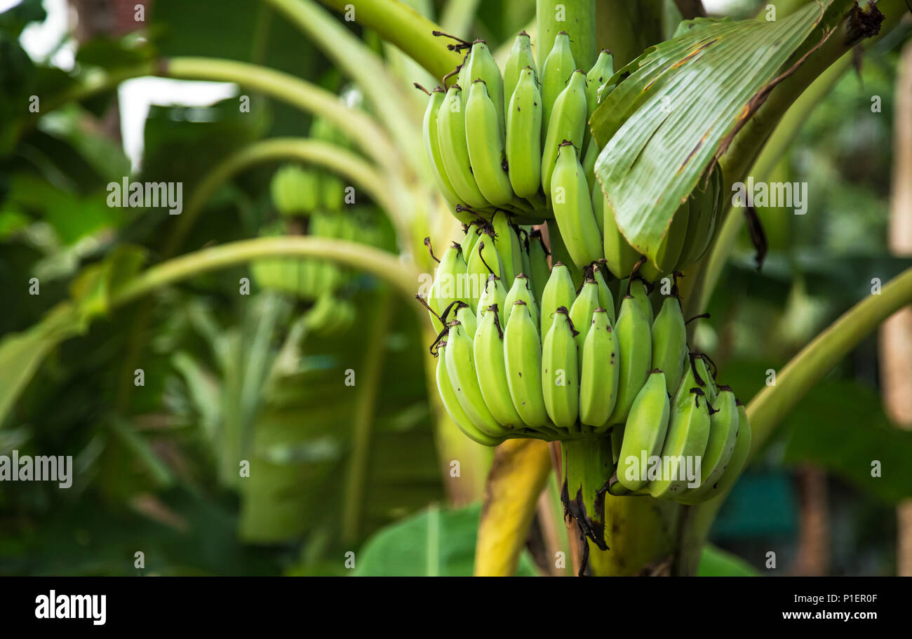 palm tree with green bananas on the island of Koh Chang Thailand Stock ...