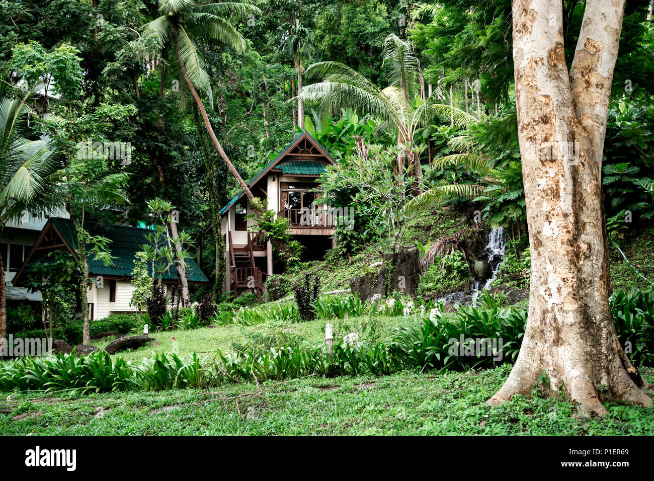house in the rainforest in Thailand ,the concept of exotic holidays ...