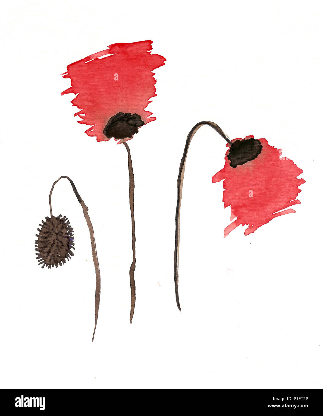 Hand drawing poppy flower Cut Out Stock Images & Pictures - Alamy