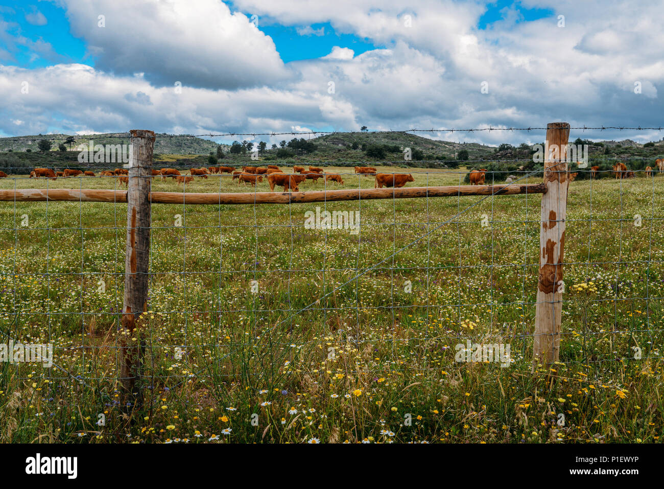 Barrosa cow as a part of a herd of barrosa cows in Northeastern ...