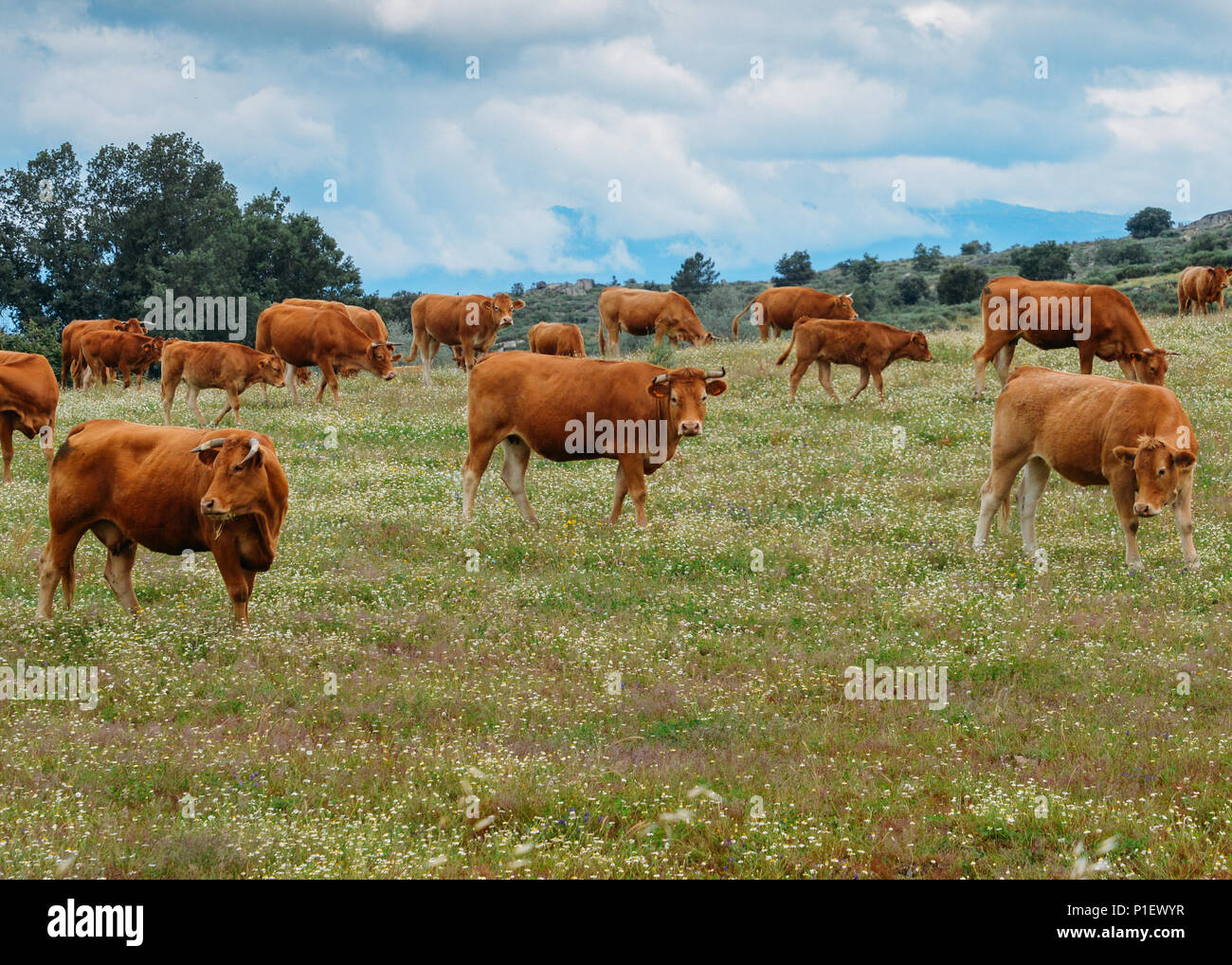 Barrosa cow as a part of a herd of barrosa cows in Northeastern ...