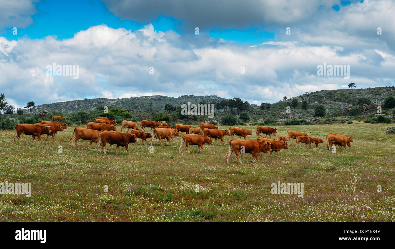 Barrosa cow as a part of a herd of barrosa cows in Northeastern ...