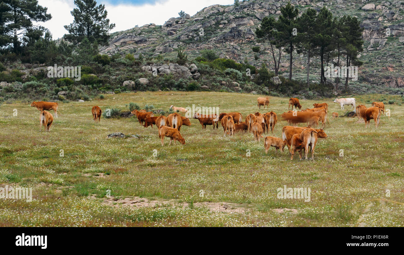 Barrosa cow as a part of a herd of barrosa cows in Northeastern ...