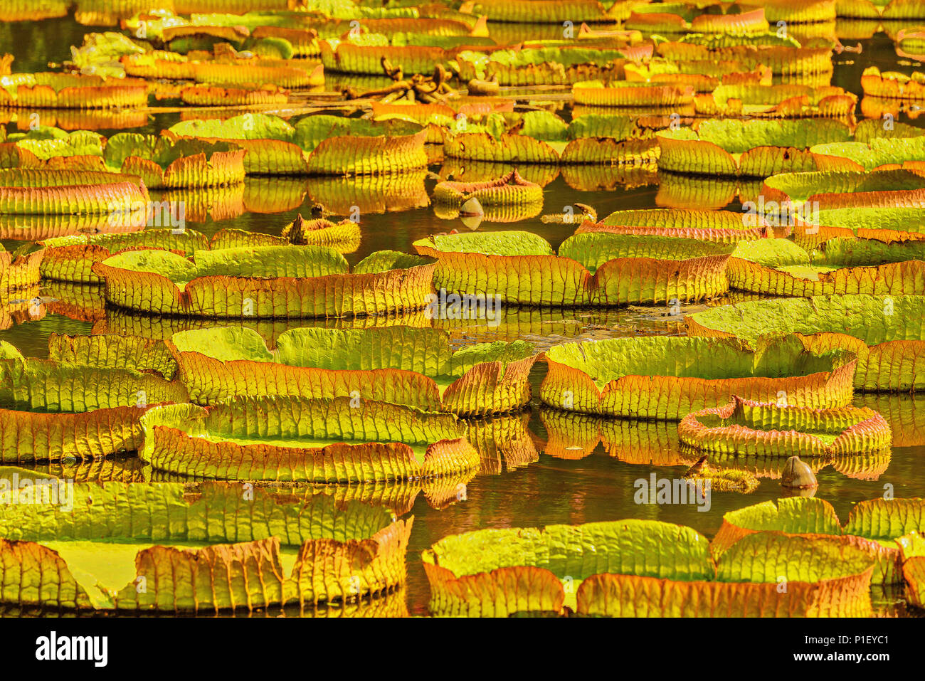 Big lotus leaf hi-res stock photography and images - Alamy