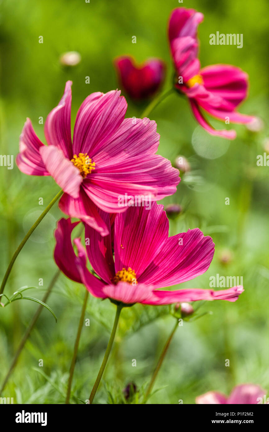 Gazebo red cosmos hi-res stock photography and images - Alamy
